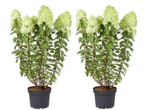 Waarom ben ik een echte kanjer? - Tuincentrum GroenRijk Den Bosch