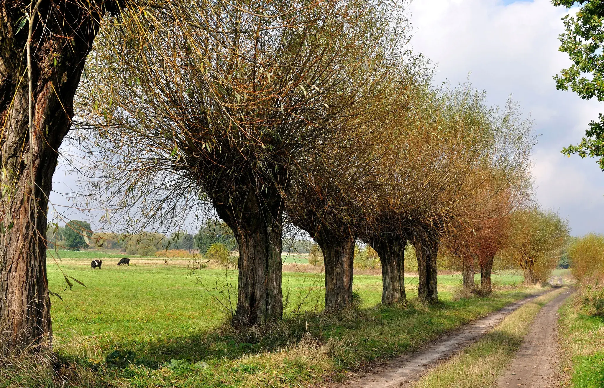 Alexsar Art tuindoek bomen wei 210x140cm - Tuincentrum GroenRijk Den Bosch