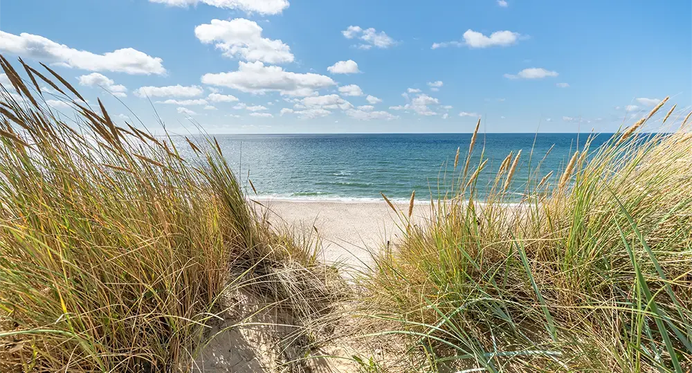 Alexsar Art tuinschilderij duingras 130x70cm - Tuincentrum GroenRijk ...