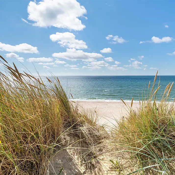 Alexsar Art tuinschilderij duingras 50x50cm - Tuincentrum GroenRijk Den ...