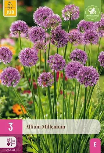JUB x3 Allium millenium - Tuincentrum GroenRijk Den Bosch