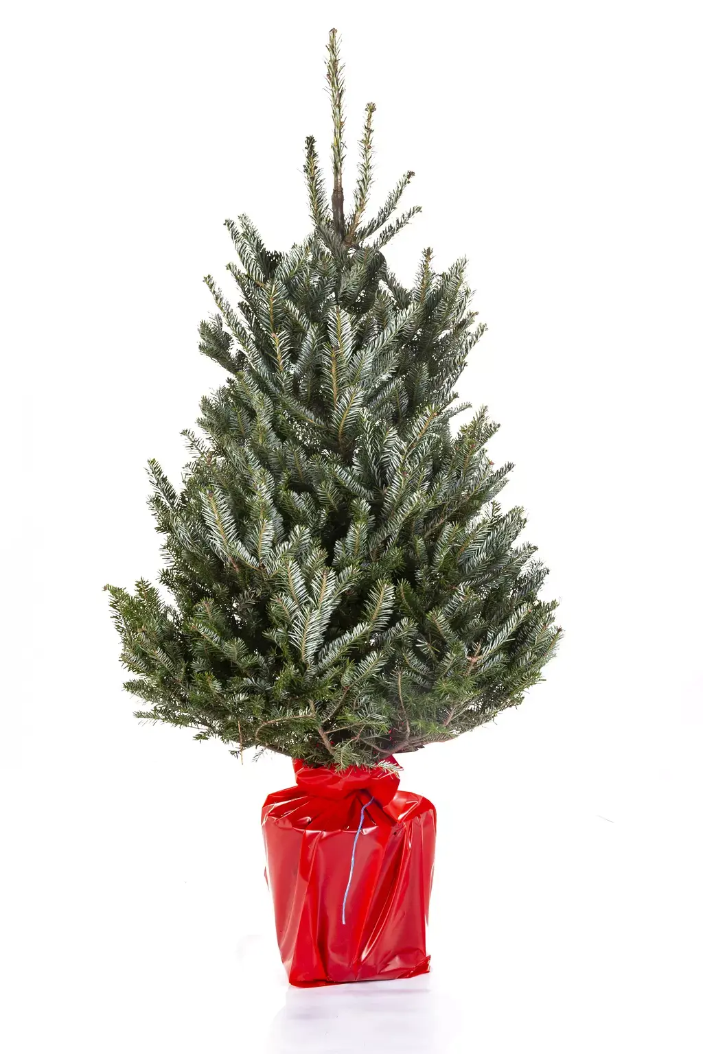 Kerstboom Abies Fraseri in pot 125-150cm - Tuincentrum GroenRijk Den Bosch