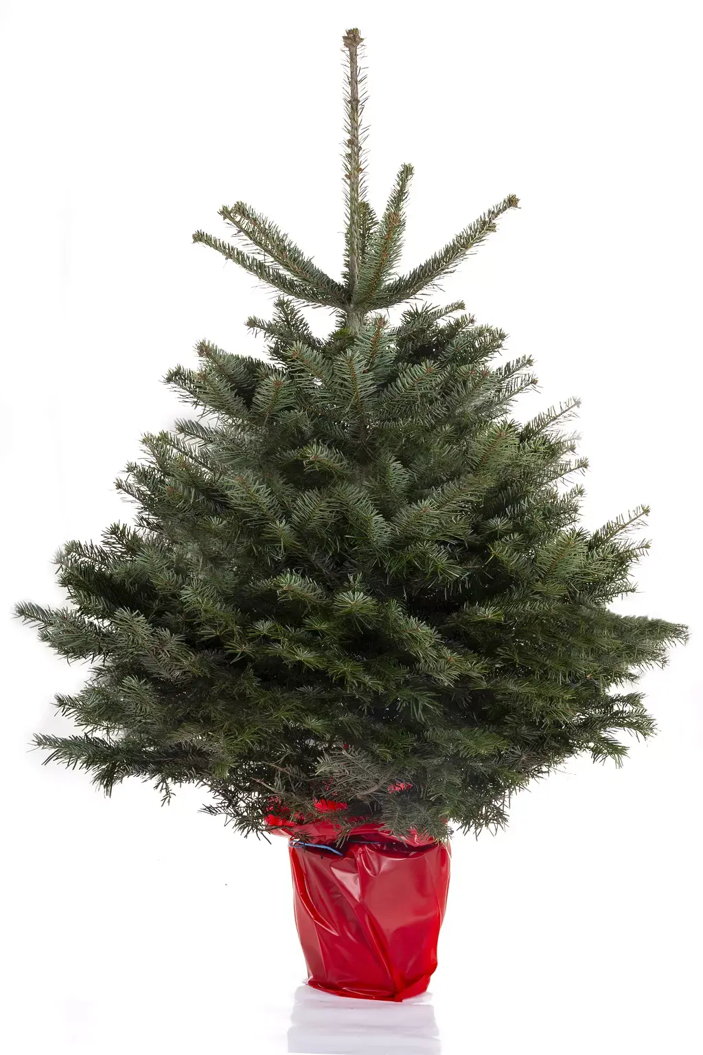 Kerstboom Abies Nordmann in pot 125-150cm - Tuincentrum GroenRijk Den Bosch